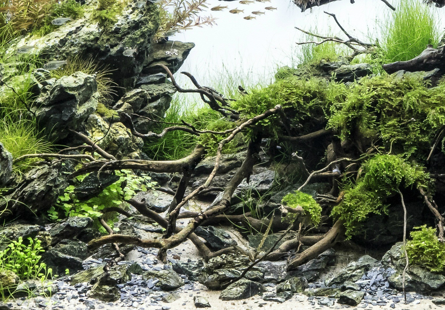 Aquascaping et Aquarium Nature
