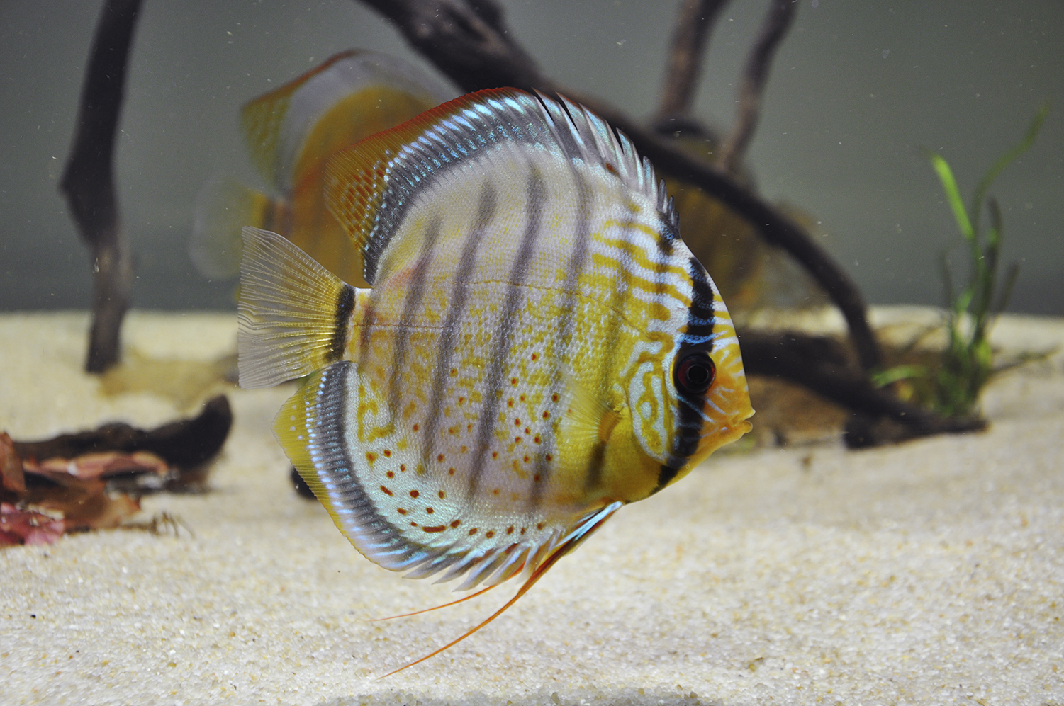 Qualité d’eau et poissons acidophiles